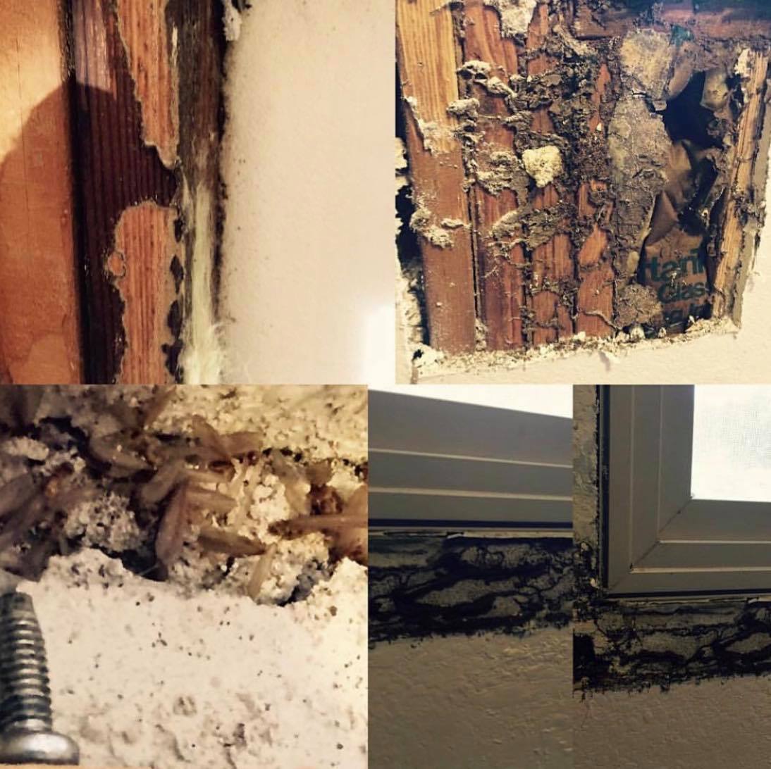 Termite Signs in Houston: How to Identify and Prevent Termite Infestations