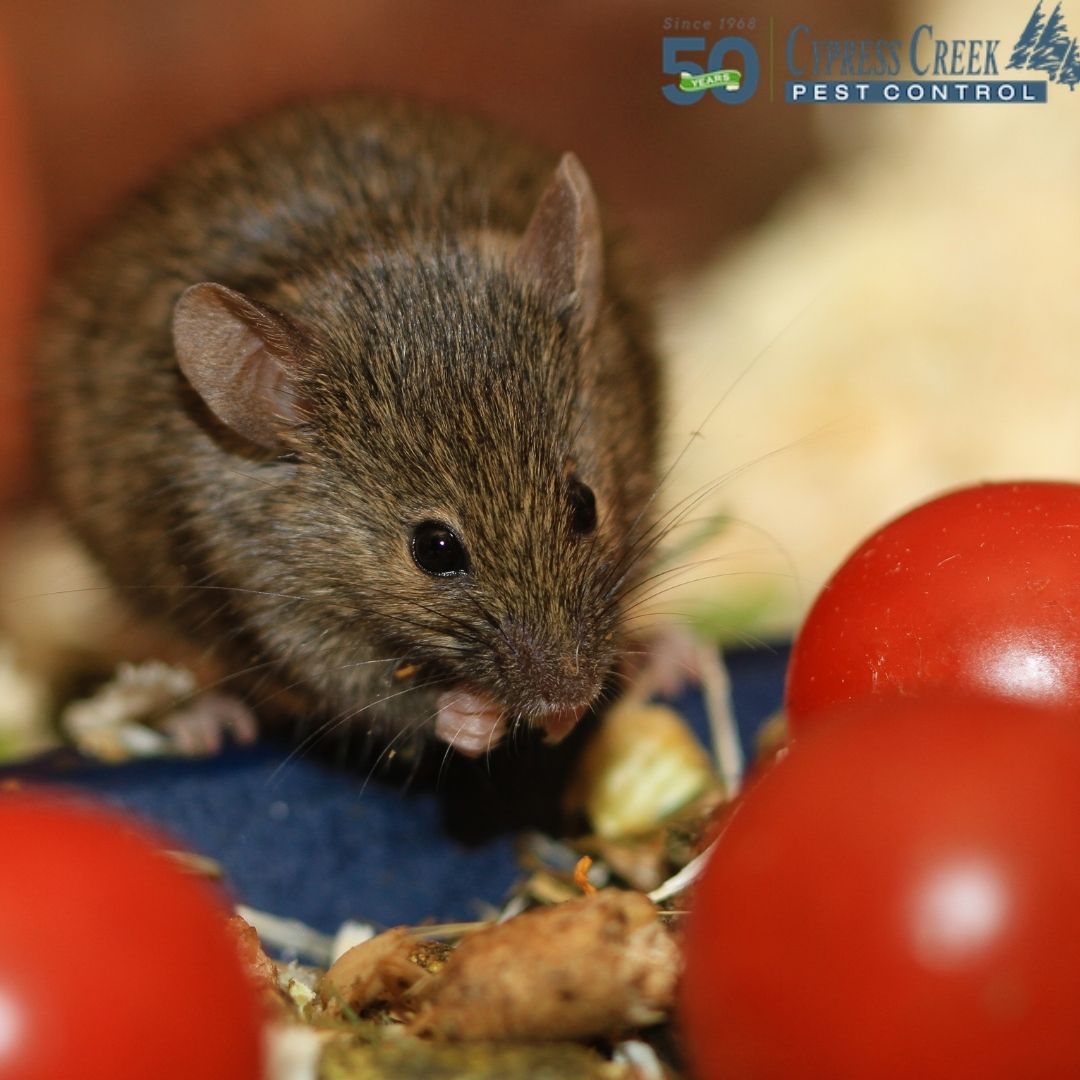 Keep Mice Out of Your Home with Cypress Creek Pest Control Cypress ...