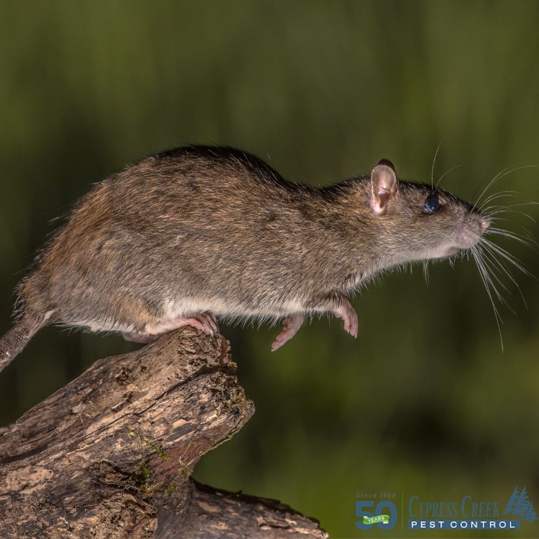 Rodent Proofing Your Houston Home: Keeping your Home Safe and Healthy