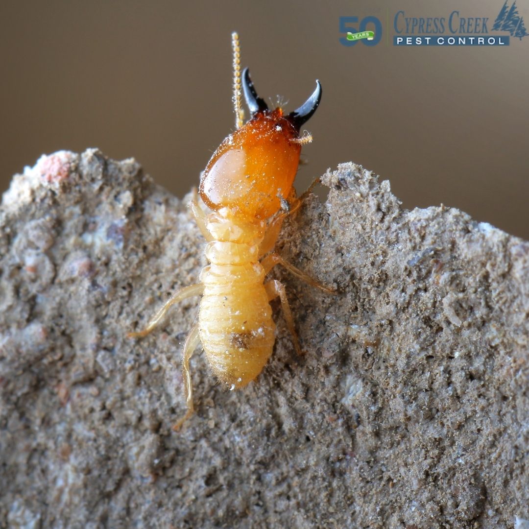 Termite Species in Houston: Everything You Need to Know Cypress Creek ...