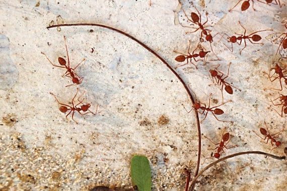 How Ant Colonies Grow, Reproduce And Die