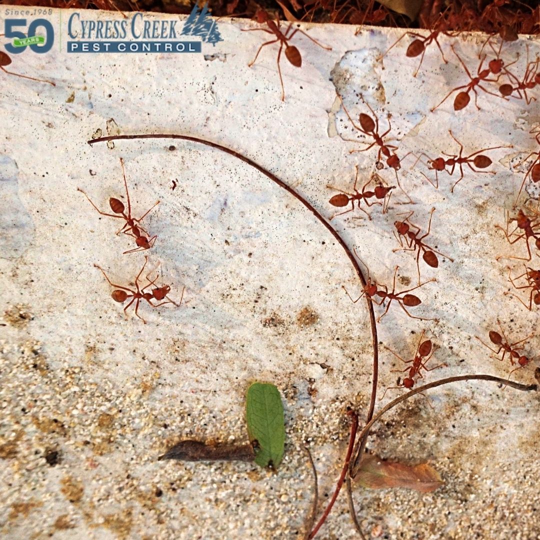 How Ant Colonies Grow, Reproduce And Die