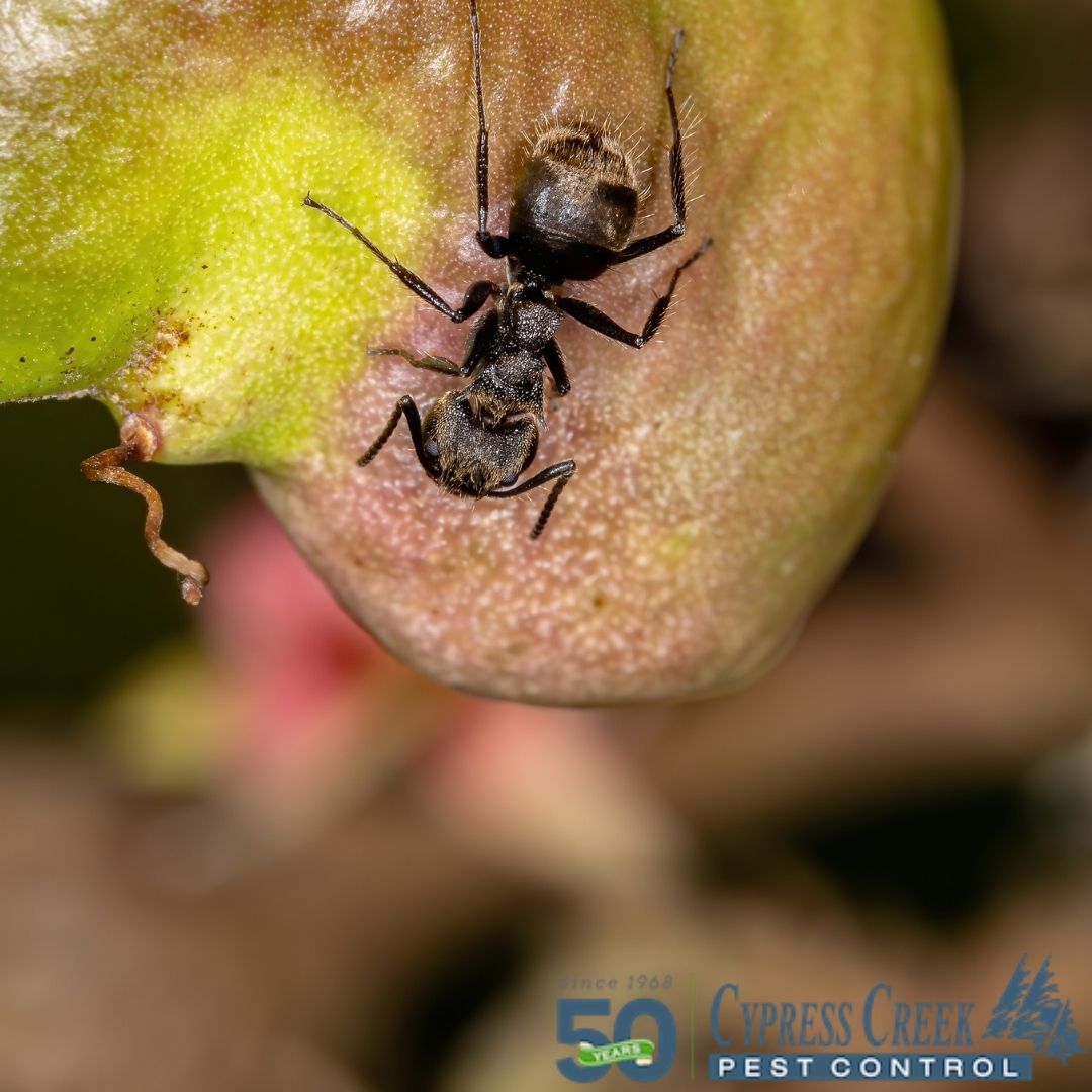 Everything You Need To Know About Odorous House Ants | Ant Control Experts