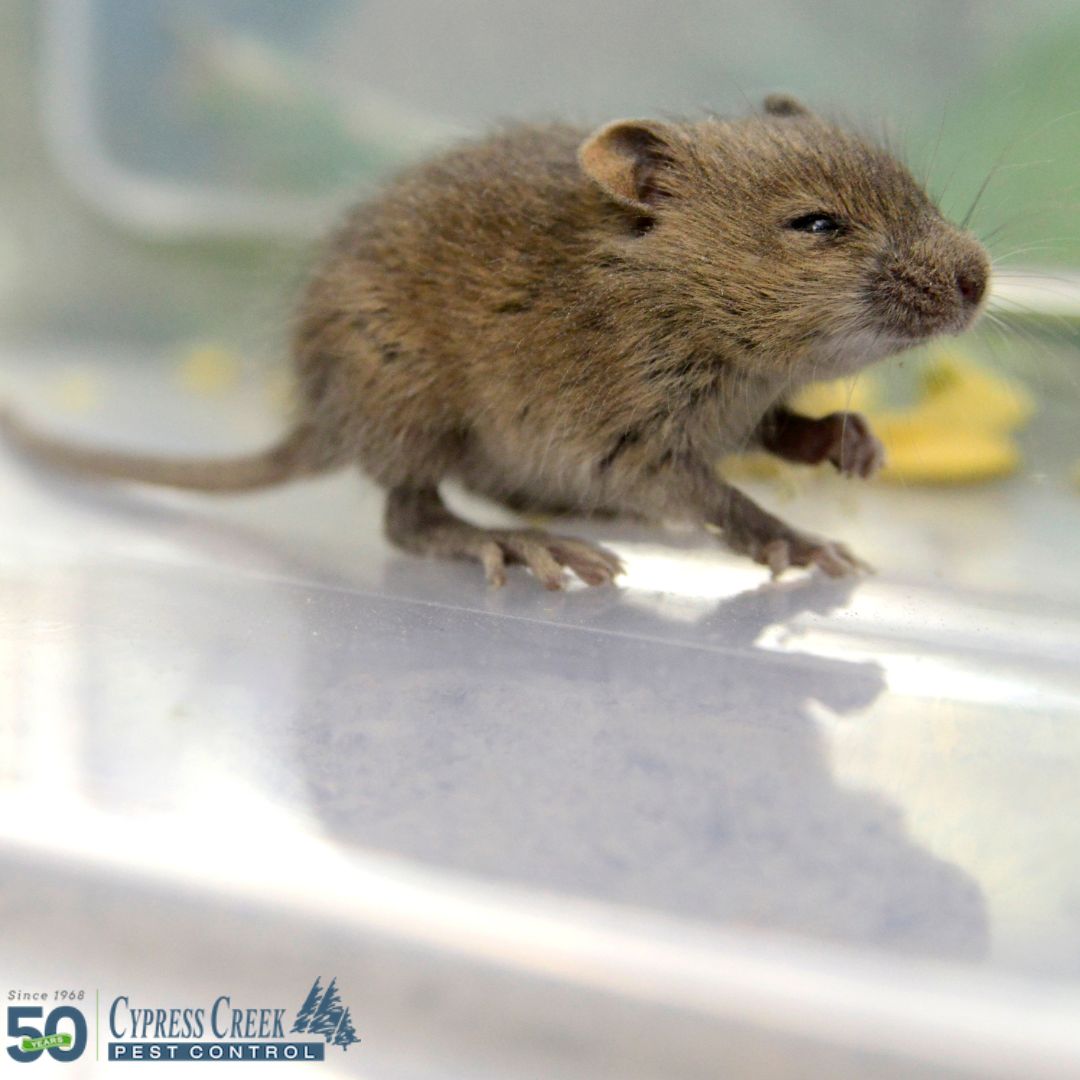 Discover Houston's Most Common Rodent Species and Effective Pest ...