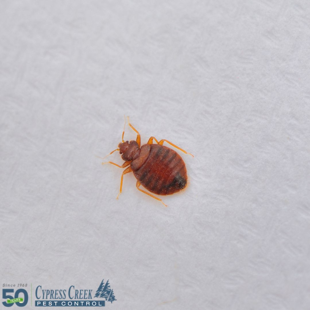 Bed Bug Myths vs. Facts: The Truth Behind the Bites Cypress Creek Pest ...