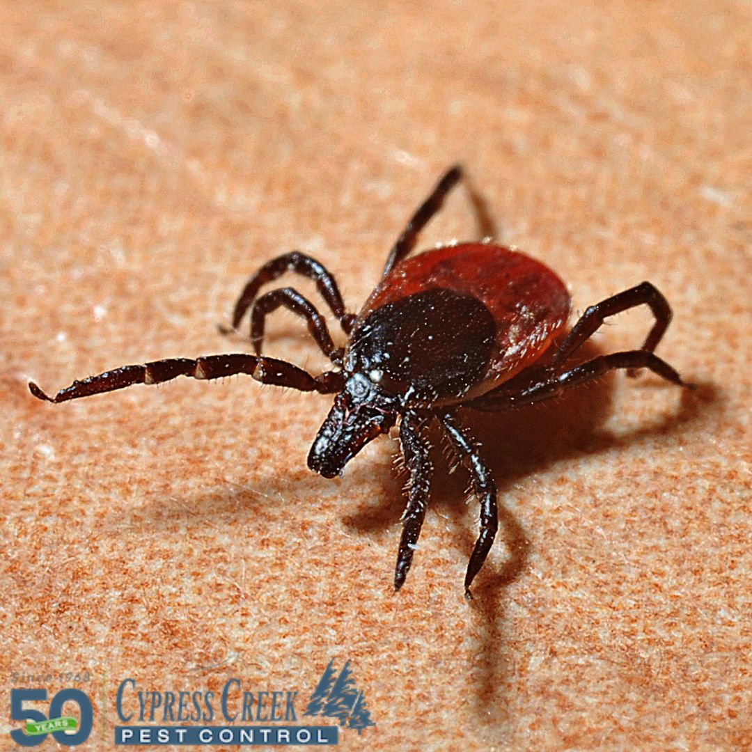 Tick Prevention: How to Keep Yourself and Your Pets Safe | Cypress ...
