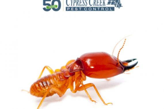 Termite Species in Houston: A Comprehensive Guide Cypress Creek Pest ...