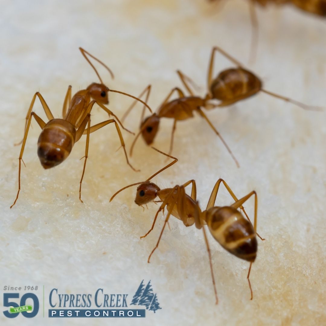 How Crazy Are Crazy Ants? Houston Ant Control Experts