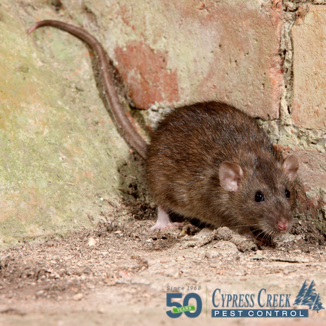 How to Keep Rats Out of Your Home, with Cypress Creek Pest Control ...