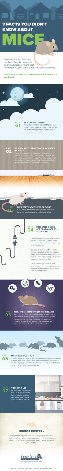 [Infographic] Mice Fact or Fiction