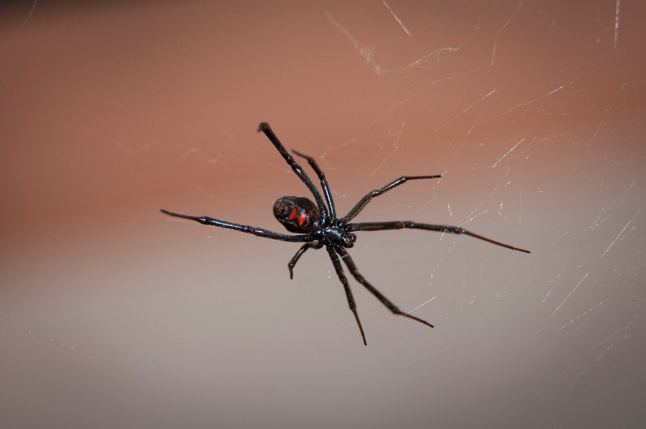 Which Arachnid Species Are Considered Indoor Pests