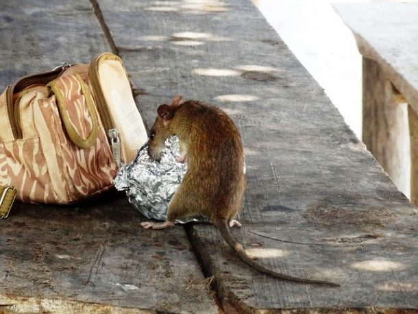 The Costly Damage Associated with Rodents in Your Home