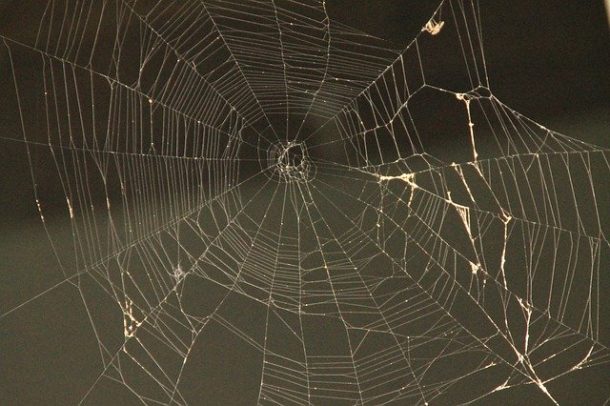 Tips for Spider Proofing Your Home